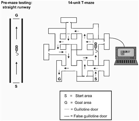 Figure 1 From Sex Dependent Metabolic Neuroendocrine And Cognitive