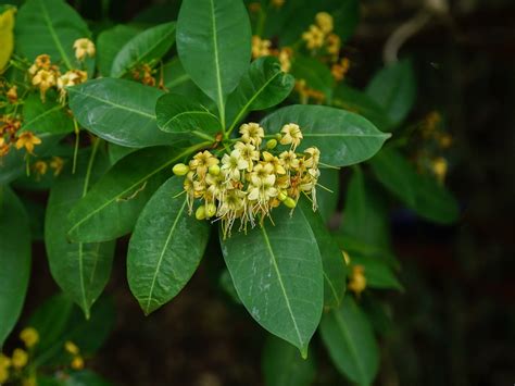 Cyrtophyllum Fragrans Roxb Dc