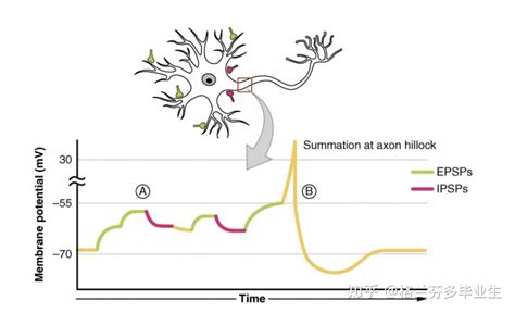 Snaptic Transmission 知乎