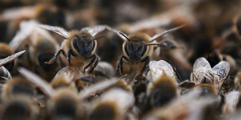 A Study Confirms That Neonicotinoids Are Responsible For The Decline Of