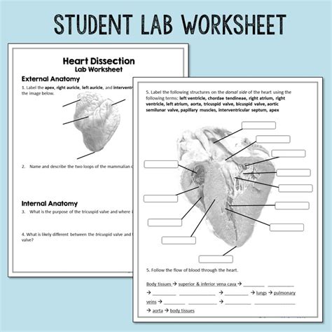 Heart Dissection Lab Suburban Science