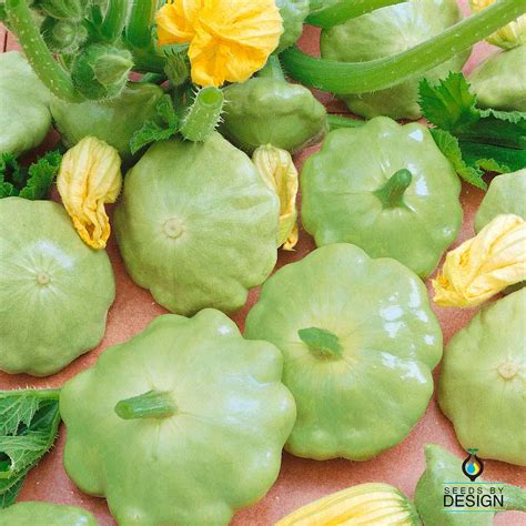 Squash Summer Lunar Eclipse F1