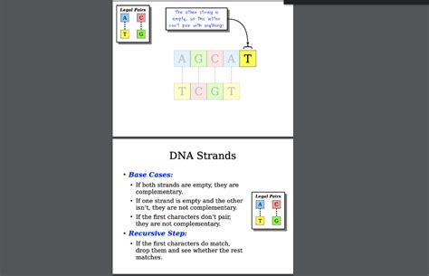 Dna Strands • Lets Write A Recursive Function Bool