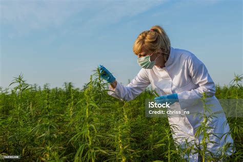 핀셋을 가진 과학자는 샘플을 채취하고 마리화나 필드에 Cbd 대마 식물을 관찰합니다 그녀 이다 사용 유리 튜브 개념에 대한 스톡 사진 및 기타 이미지 Istock