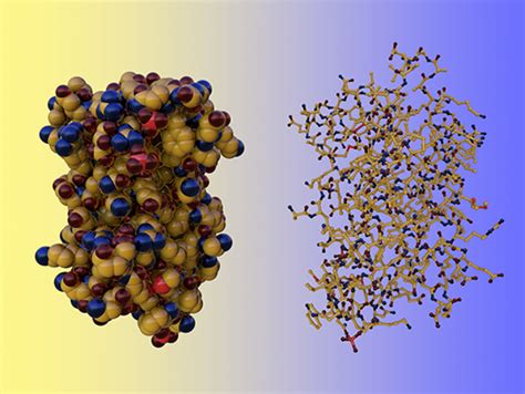 How Interleukin 6 Helps Prevent Allergic Asthma And Atopy By
