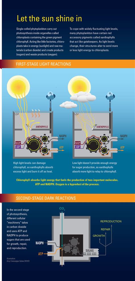 Different Stages Of Photosynthesis Woods Hole Oceanographic Institution