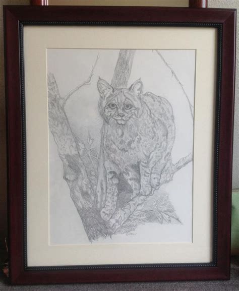 Drawing Of A Bobcat Pencil Drawings Drawings Pencil