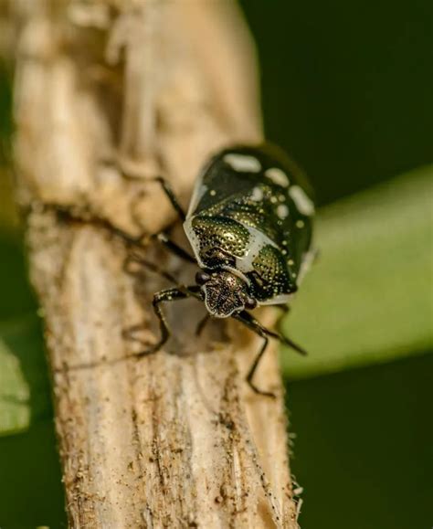 Spiritual Meaning Of June Bug 9 Wonderful Signs
