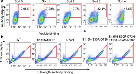 Affinity Maturation Of Full Length Antibody Against Etar A The Download Scientific Diagram