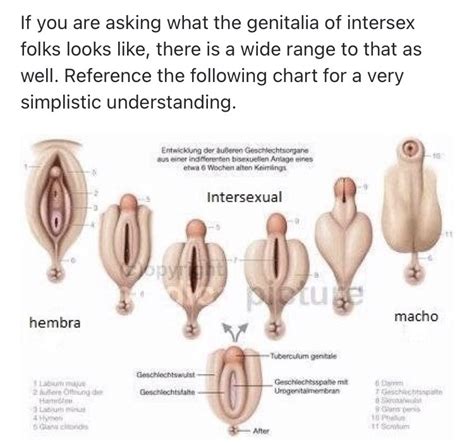 Intersexual Organs