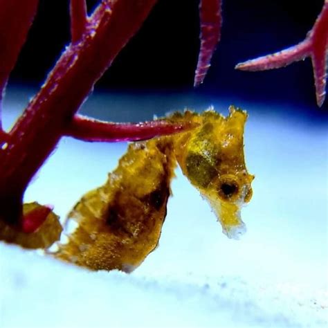 6 Dwarf Seahorses Captive Bred Hippocampus Zosterae Alyssas Seahorse