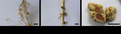 Characteristics Of Root Nodules In Clitoria Ternatea A Large Sized Download Scientific