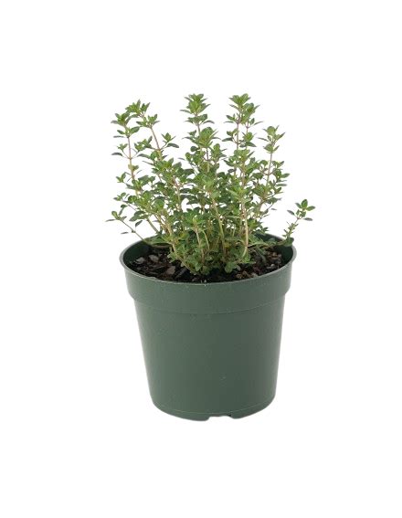 Fresh Organic Thyme Aromatic And Versatile Herb Buy Thyme Online