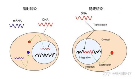 细胞基因过表达只会用慢病毒？2种新方法教你表达量up Up Up ！（一）转座子介导基因过表达 知乎