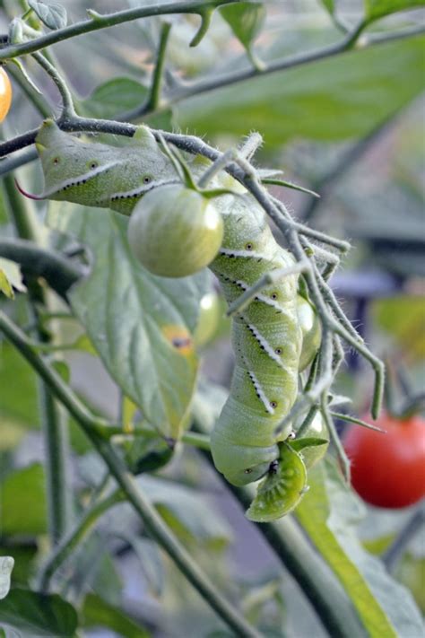 How To Keep Tomato Plants Pest Free Naturally