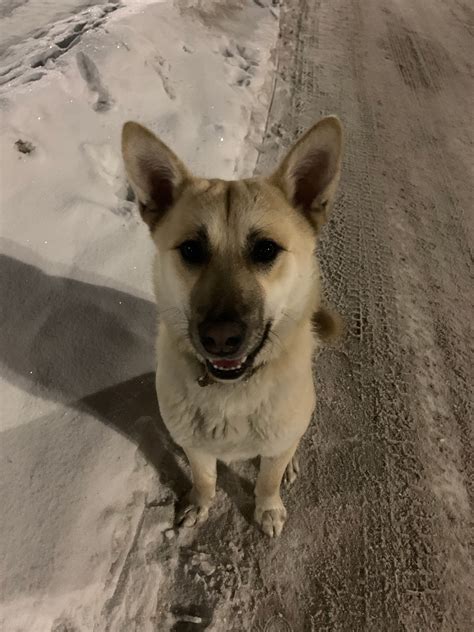 Здравствуйте бегает собака сегодня весь день Аварийный Омск