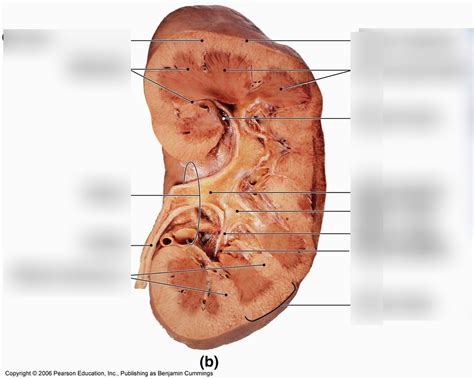 Lab 6 Diagram Quizlet
