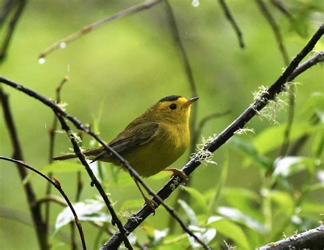 Wilsons Warbler Bird Free Photo Rawpixel