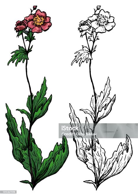 금 라이벌 물은 야생 꽃을 복수 손으로 그린 벡터 그림 필드 플랜트의 식물 스케치 흰색으로 분리된 컬러 및 윤곽 클립아트 디자인 카드 인쇄 장식을위한 빈티지 요소 0명에