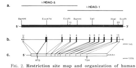 Figure 1 From Molecular Cloning And Chromosomal Localization Of A Human Gene Encoding D Amino