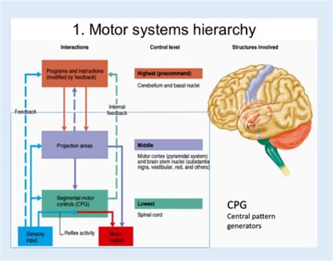Bms2011 Lecture 16 Spinal Circuits Neuroanatomy And Development Of The Sensorimotor System
