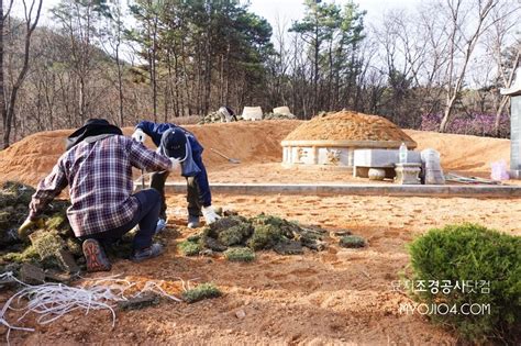 경기도 파주시 도내리 함양박씨 종중묘역에 사초 잔디작업 두번째 날입니다 용미리제1묘지 용미리제2묘지 벽제리묘지 묘지이장 파묘 묘지개장 묘지화장 파주시묘지이장