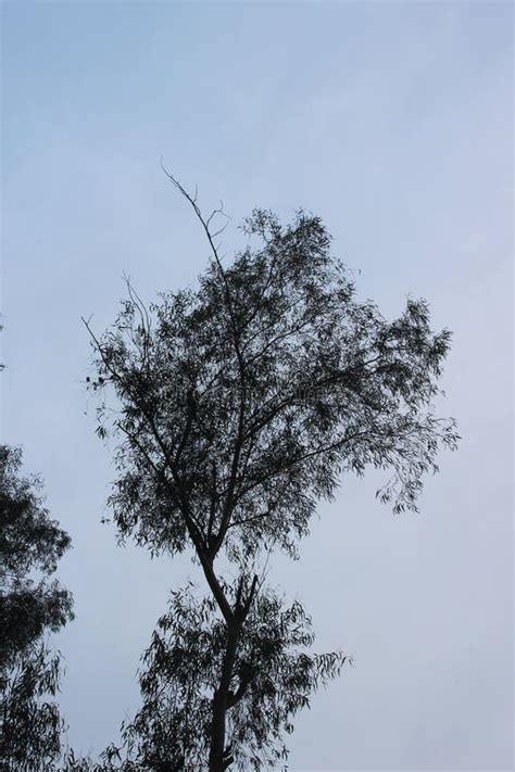A Tall Tree With A Slender Trunk And Sparse Leaves Stretches Upward