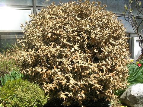 기타 호랑가시나무 기타 생물종 Bric