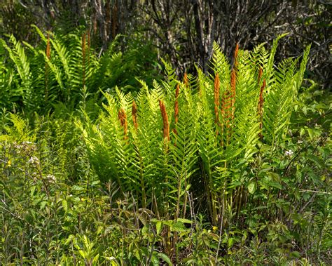 Osmunda Cinnamomea