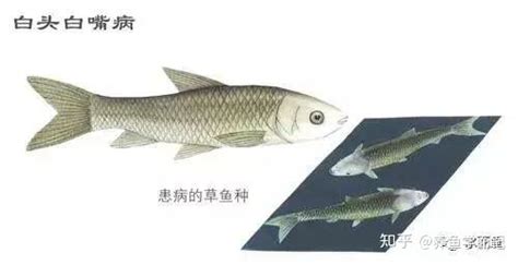 养鱼学而记鱼病白头白嘴病 知乎