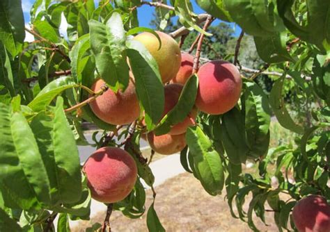 Овощни дръвчета