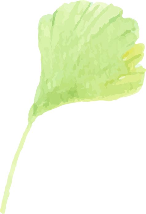 Watercolor Green Ginkgo Leaf Branch 13473646 Png