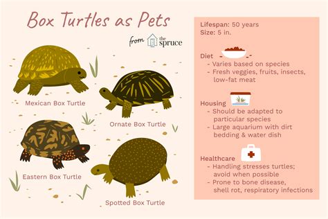 A Guide To Caring For Common Box Turtles As Pets