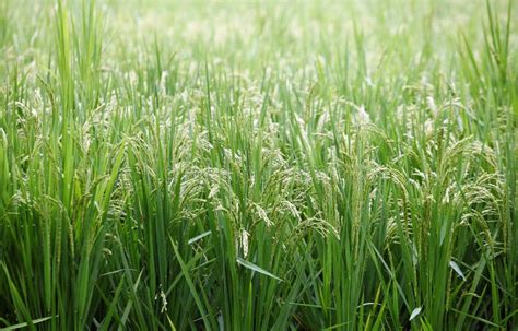 A Rice Field In The Heading Stage Stock Image Image Of Develop