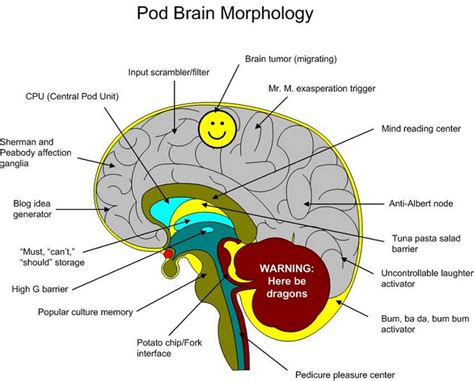Brain Jack Image Brain Diagram