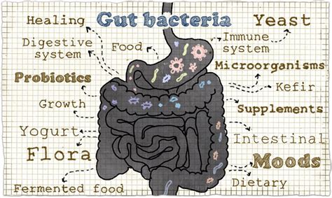 How Probiotics Work In The Body And Their Health Benefits