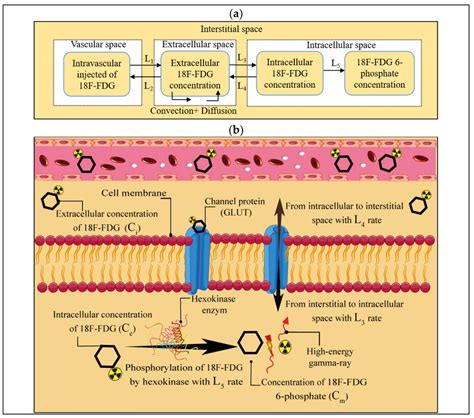 A Schematic Of The Present Multi Scale Computational Model Of Dynamic