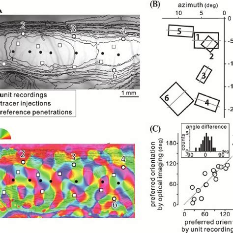 Combination Of Imaging Tracer Injection And Extracellular Recording Download Scientific