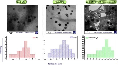 Tem Micrographs And Particle Size Histograms Of Zno Nps Fe3o4 Nps And