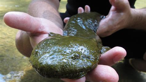 What Is A Hellbender