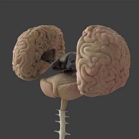 Male Full Body Anatomy 3d Model By Dcbittorf