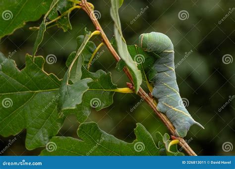 Oak Hawk Moth Moth From Woodlands And Oak Forests Of Southern Europe