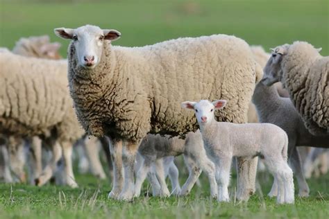What Are The Differences Between Sheep And Lamb Alldifferences