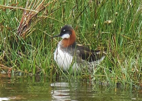 Red Necked Phalarope Phalaropus Lobatus North Uist Oute Flickr