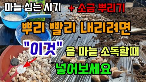 마늘심는시기 마늘뿌리빨리 내리려면 이것을 마늘종자 소독할때 넣어보세요 마늘밭 마늘심기전 소금뿌리는 이유 Youtube