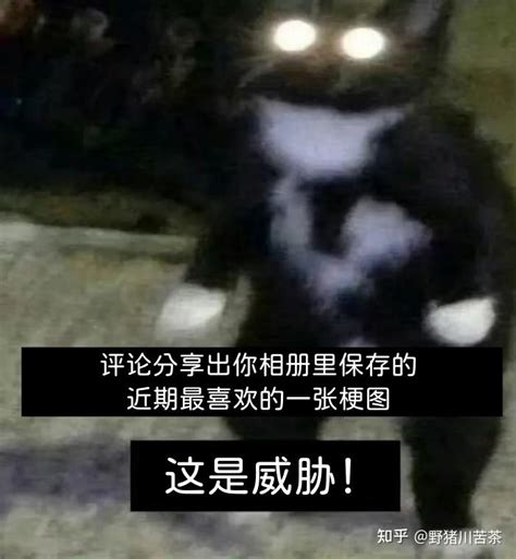 Meme梗图：我撒谎了，我家并没有会后空翻的猫猫 知乎