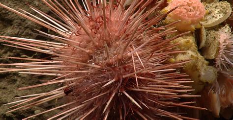 Echinoids British Geological Survey Echinoids British Geological Survey