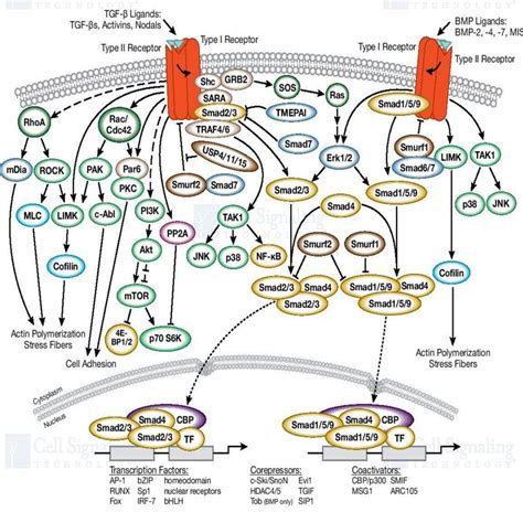 TGFbeta signaling Transforming growth factorβ TGFβ superfamily Download Scientific