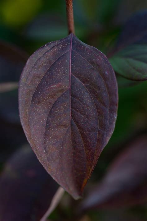 Grey Dogwood Woody Warehouse Nursery Inc Lizton In