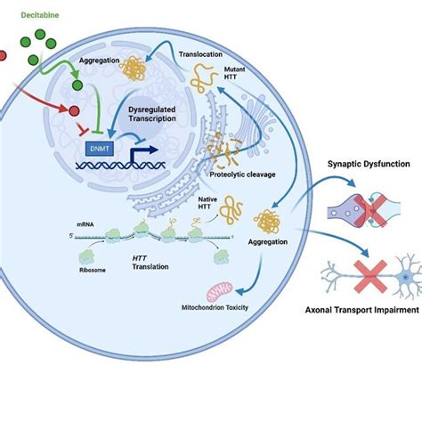 Dna Methylation Formation And Regulation In Gene Expression A The Download Scientific